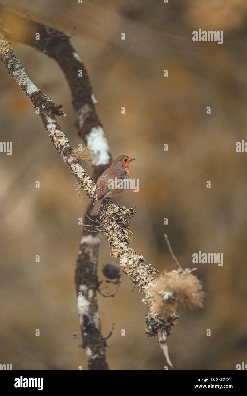 A vertical shot of a robin perched on a branch Stock Photo - Alamy