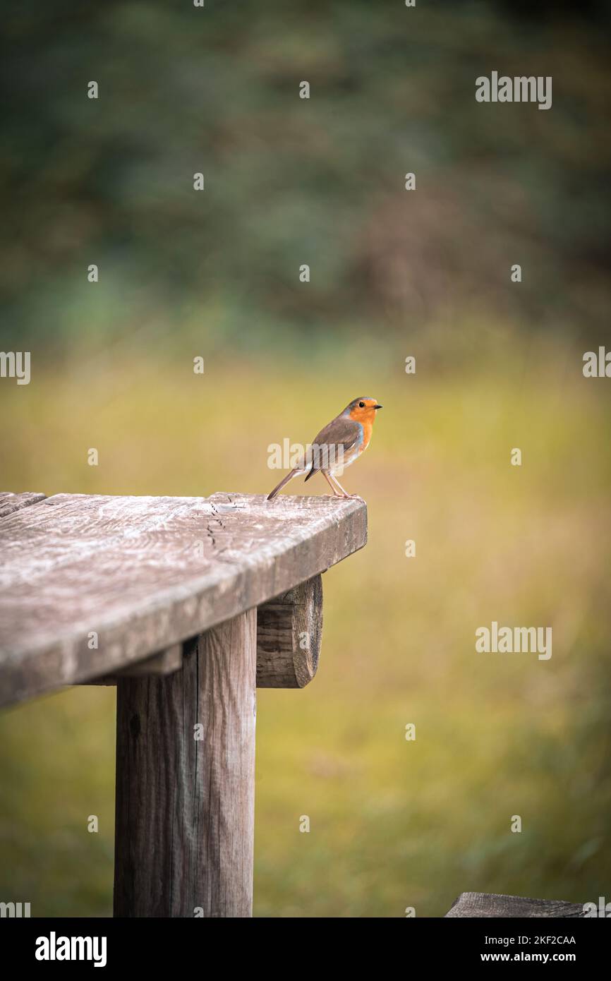 A vertical shot of a robin perched on a wooden bench in a park Stock ...