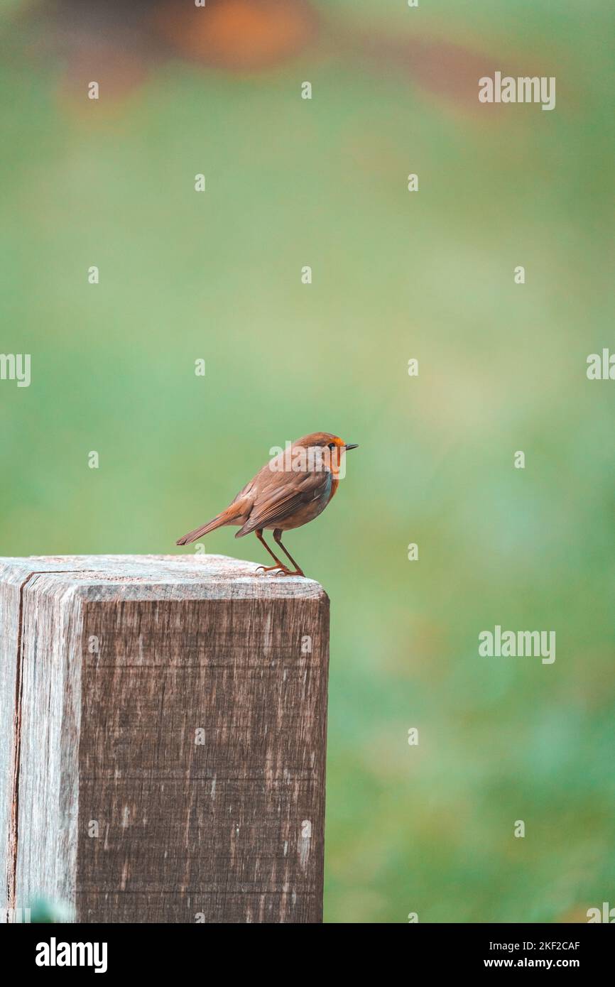 A vertical shot of a robin perched on a wood Stock Photo - Alamy