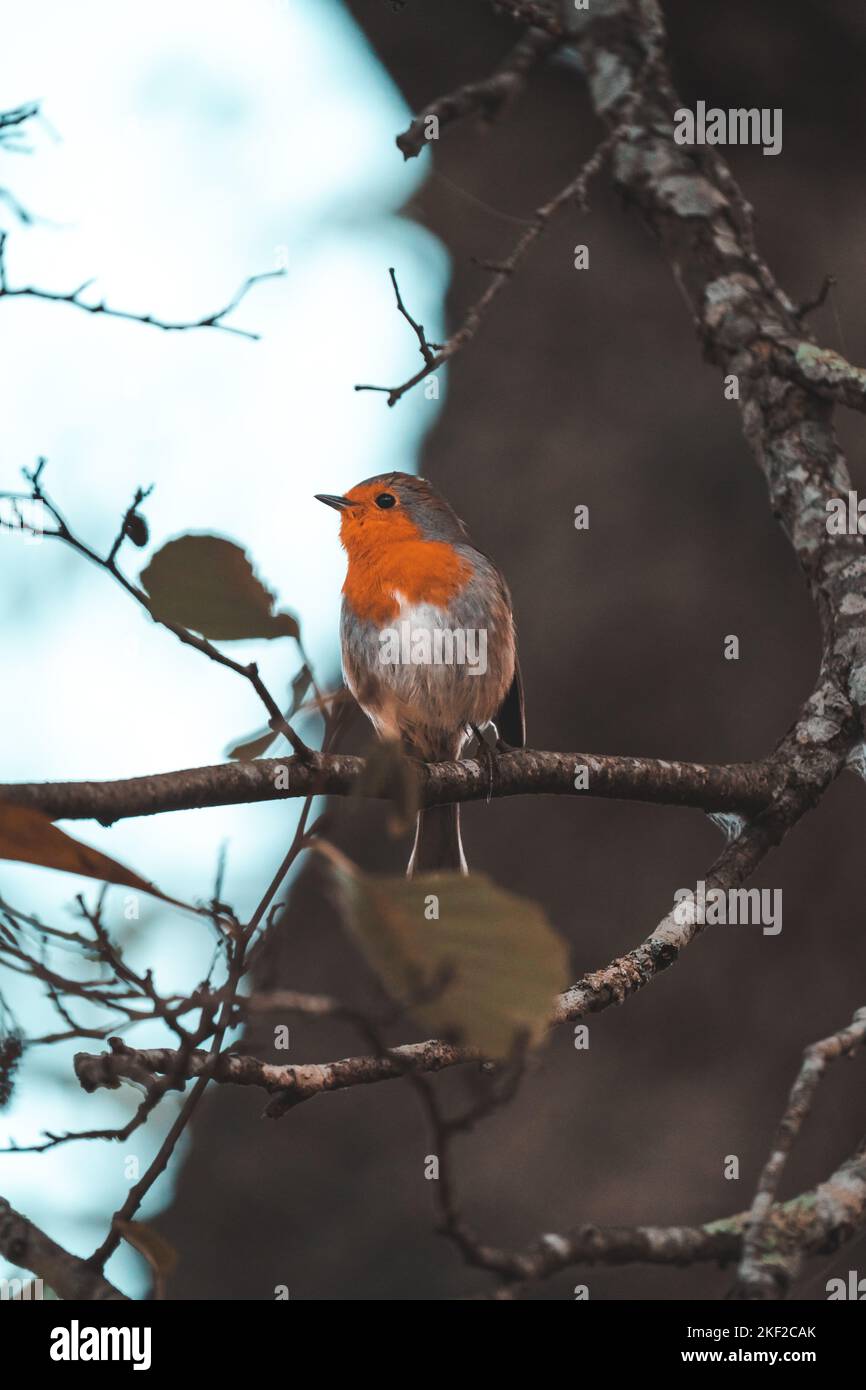A vertical shot of a robin perched on a branch with autumn foliage ...