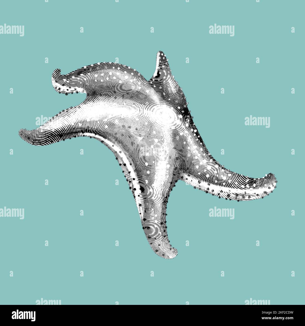 a graphic engraving of a starfish. Realistic starfish black and white ...