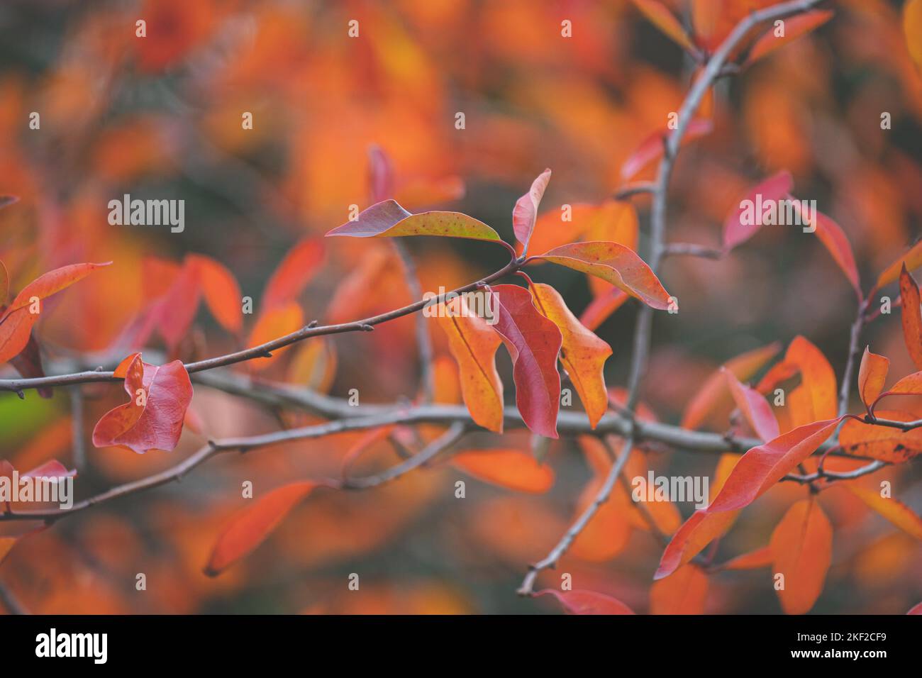 A selective focus shot of red autumn foliage on a tree Stock Photo - Alamy