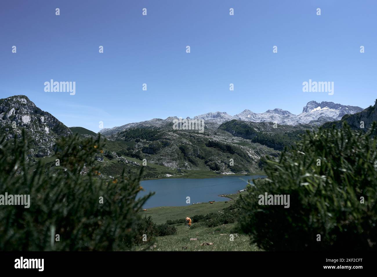 landscape of the lake next to the snowy mountains and a cow eating ...