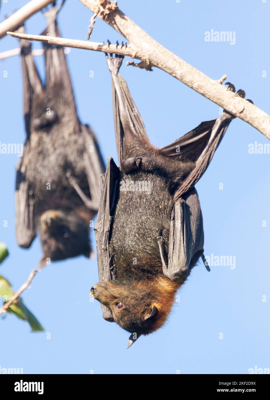 The grey-headed flying fox (Pteropus poliocephalus) is a megabat native ...