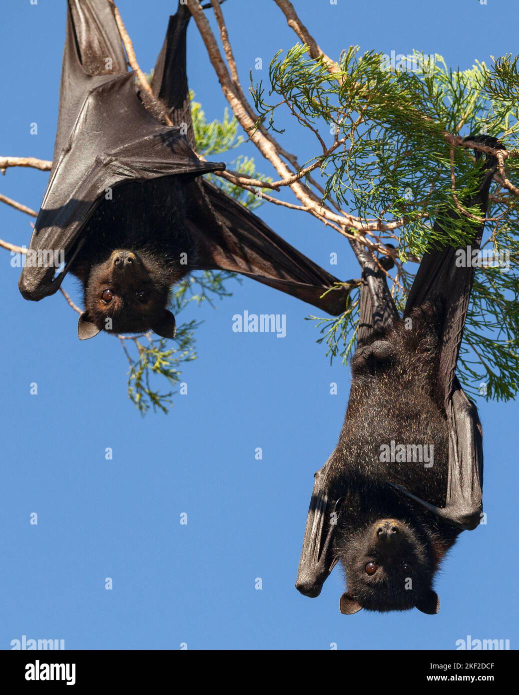 The grey-headed flying fox (Pteropus poliocephalus) is a megabat native ...
