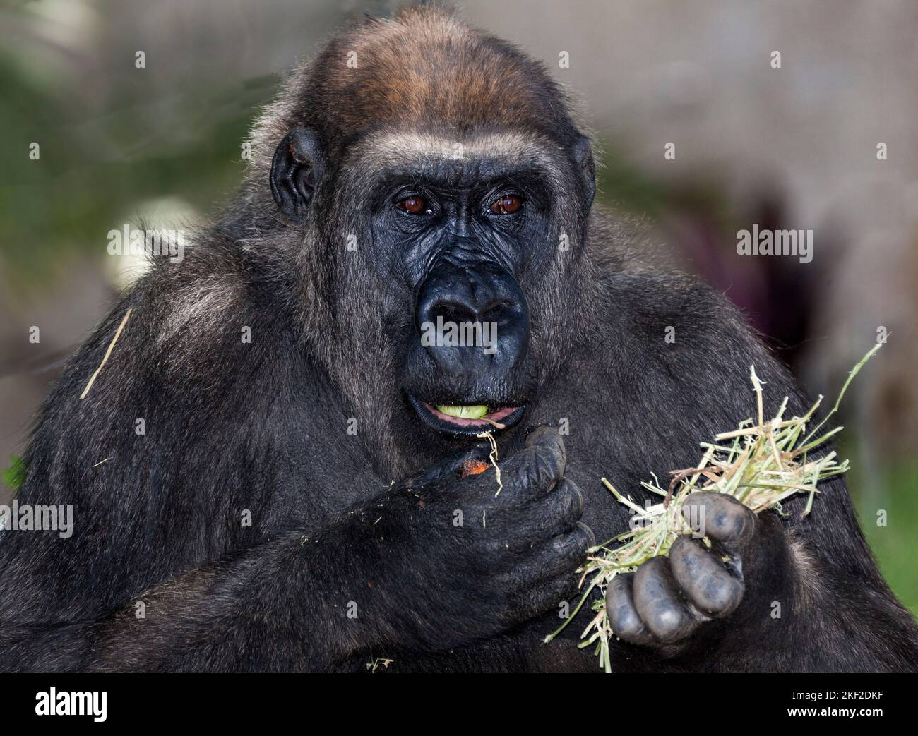 Gorillas are herbivorous, predominantly ground-dwelling great apes that ...