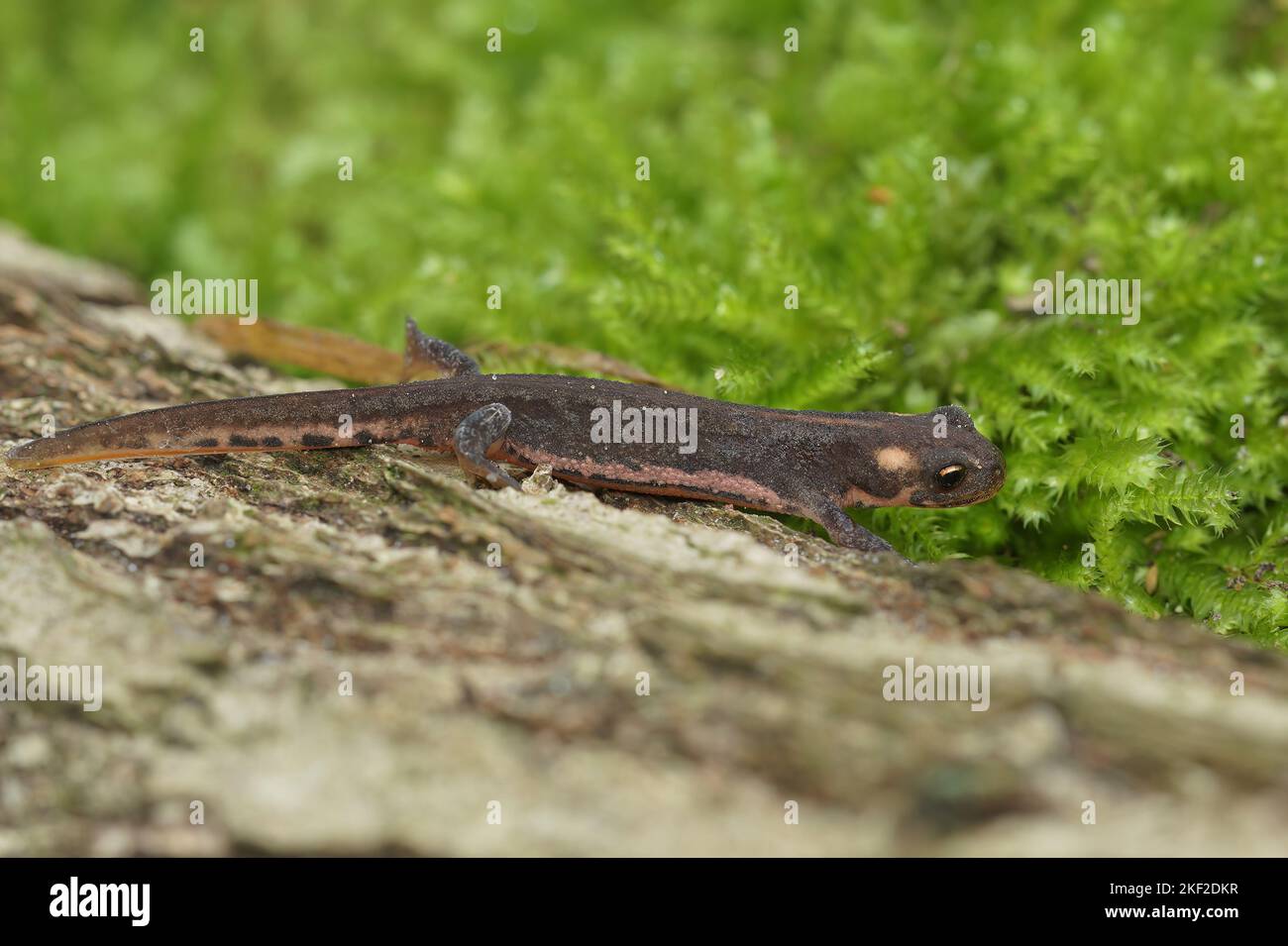Banded newt hi-res stock photography and images - Alamy