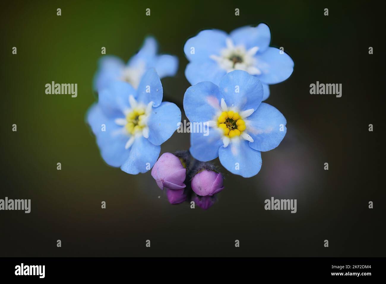 A macro shot of a wood forget-me-not Stock Photo - Alamy