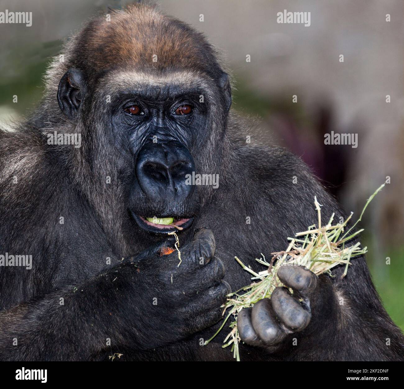 Gorillas are herbivorous, predominantly ground-dwelling great apes that ...