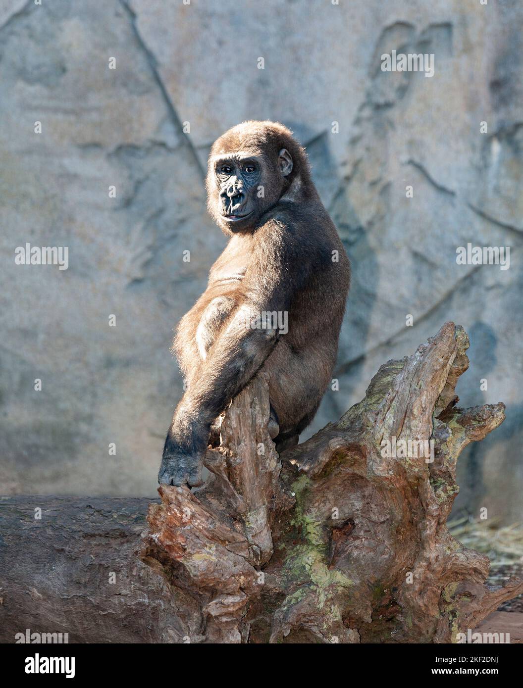 Equatorial forest africa hi-res stock photography and images - Alamy