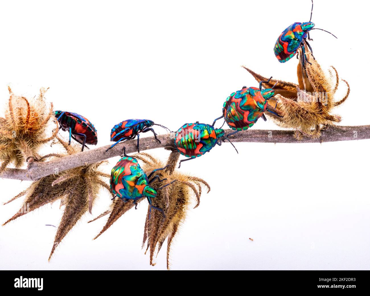 Bright coloured beetle hi-res stock photography and images - Alamy