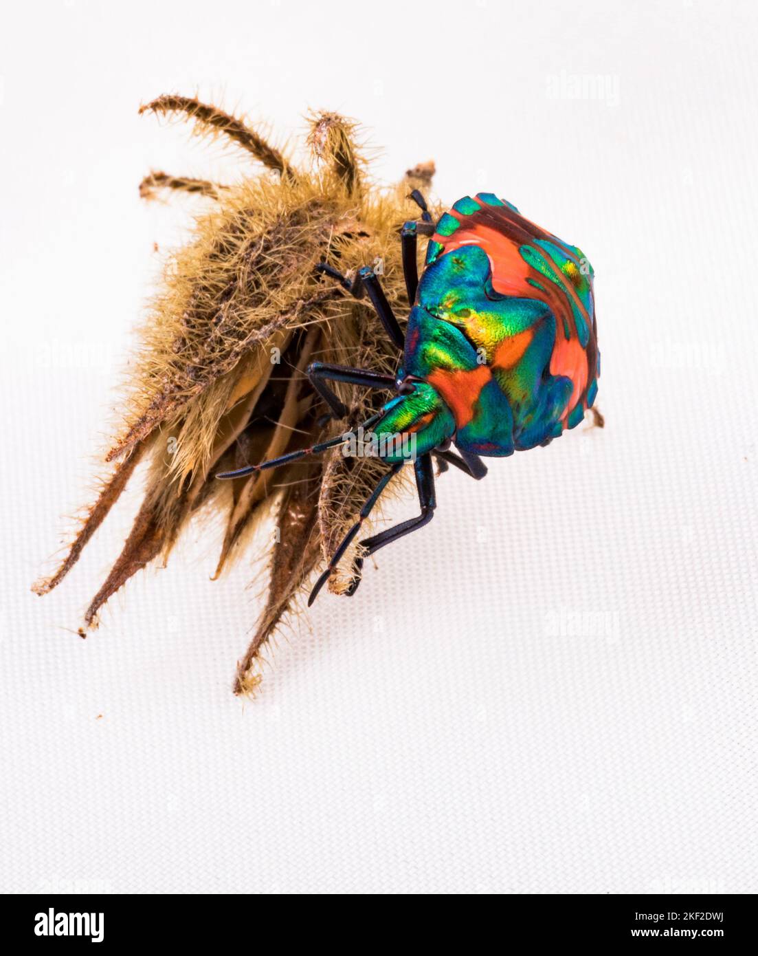 Harlequin bug hi-res stock photography and images - Alamy