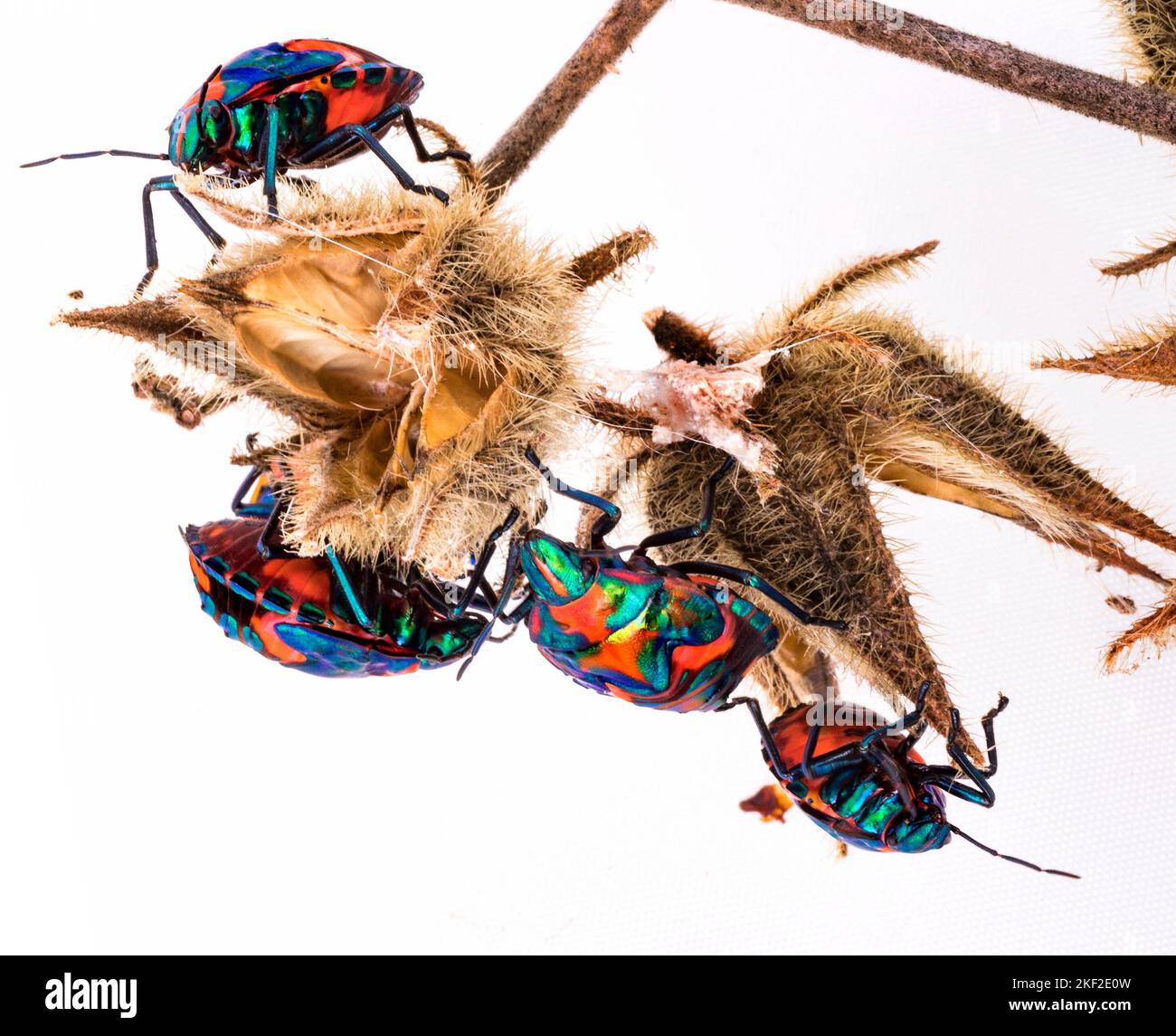 Tectocoris diophthalmus, commonly known as the hibiscus harlequin bug ...