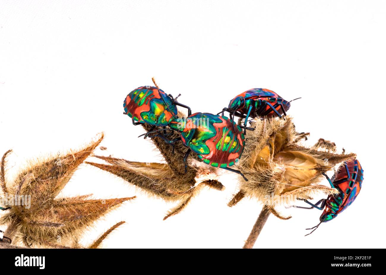 Tectocoris diophthalmus, commonly known as the hibiscus harlequin bug ...