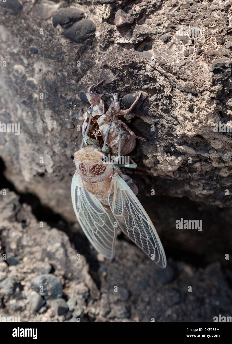 Cicadas are the loudest insects in the world and there are more than ...