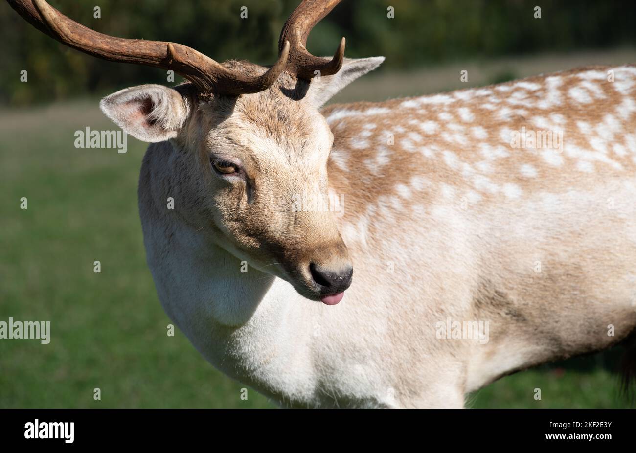 Close up and portrait of a young deer with antlers. The deer is ...