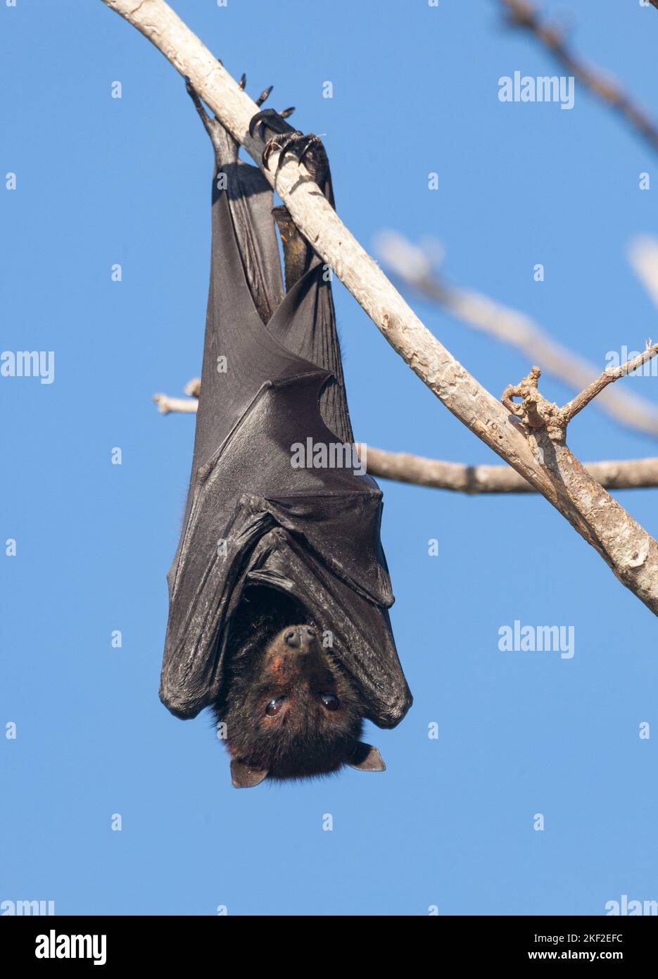 The grey-headed flying fox (Pteropus poliocephalus) is a megabat native ...