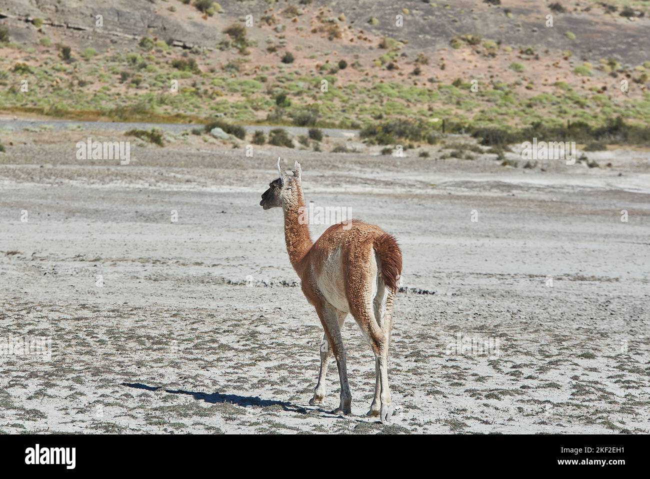 Guanacos in the Valdés Peninsula, Patagonia Argentina Stock Photo - Alamy