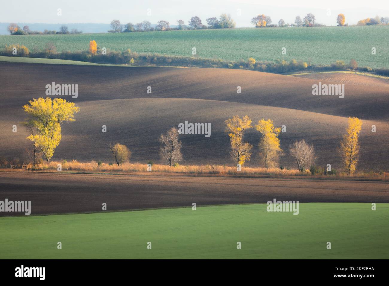 Golden trees and light amongst the rolling hills and pastoral ...