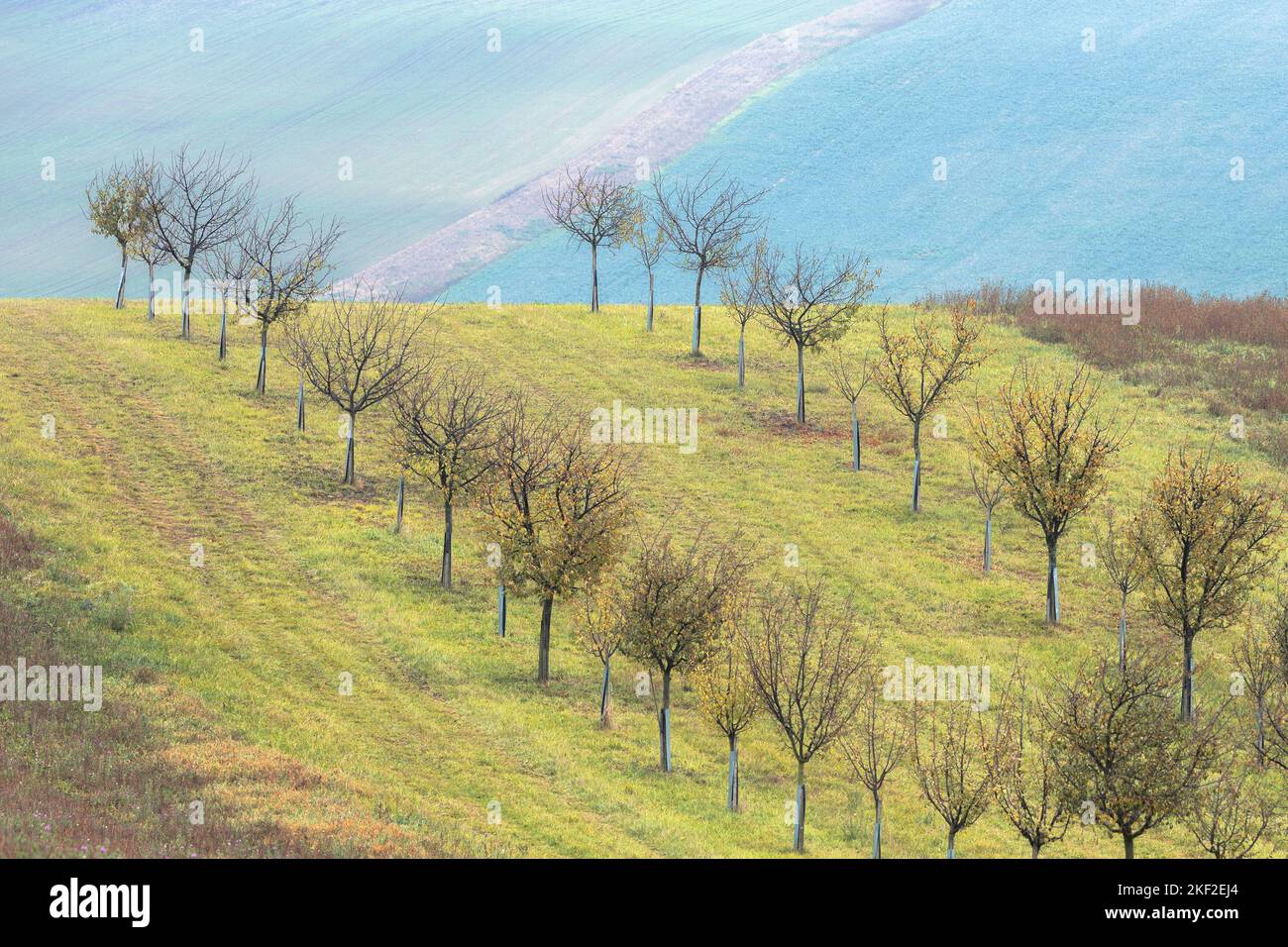 Rows of young planted trees on a hillside in the rural countryside ...