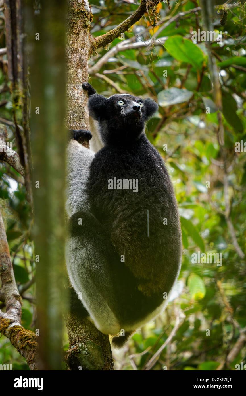 Indri indri - Babakoto the largest lemur of Madagascar has a black and ...