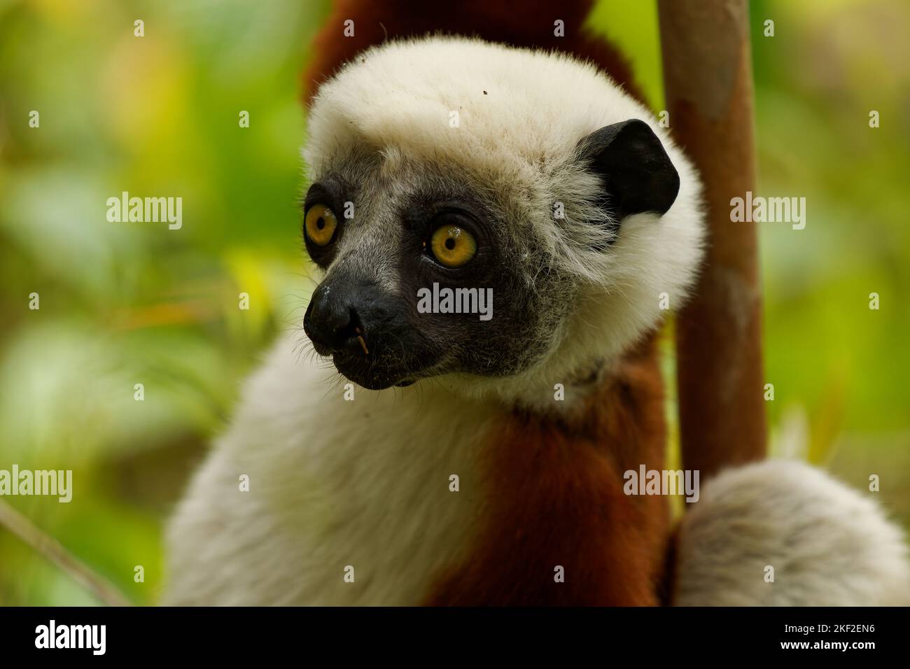 Coquerels Sifaka - Propithecus coquereli diurnal lemur of genus ...