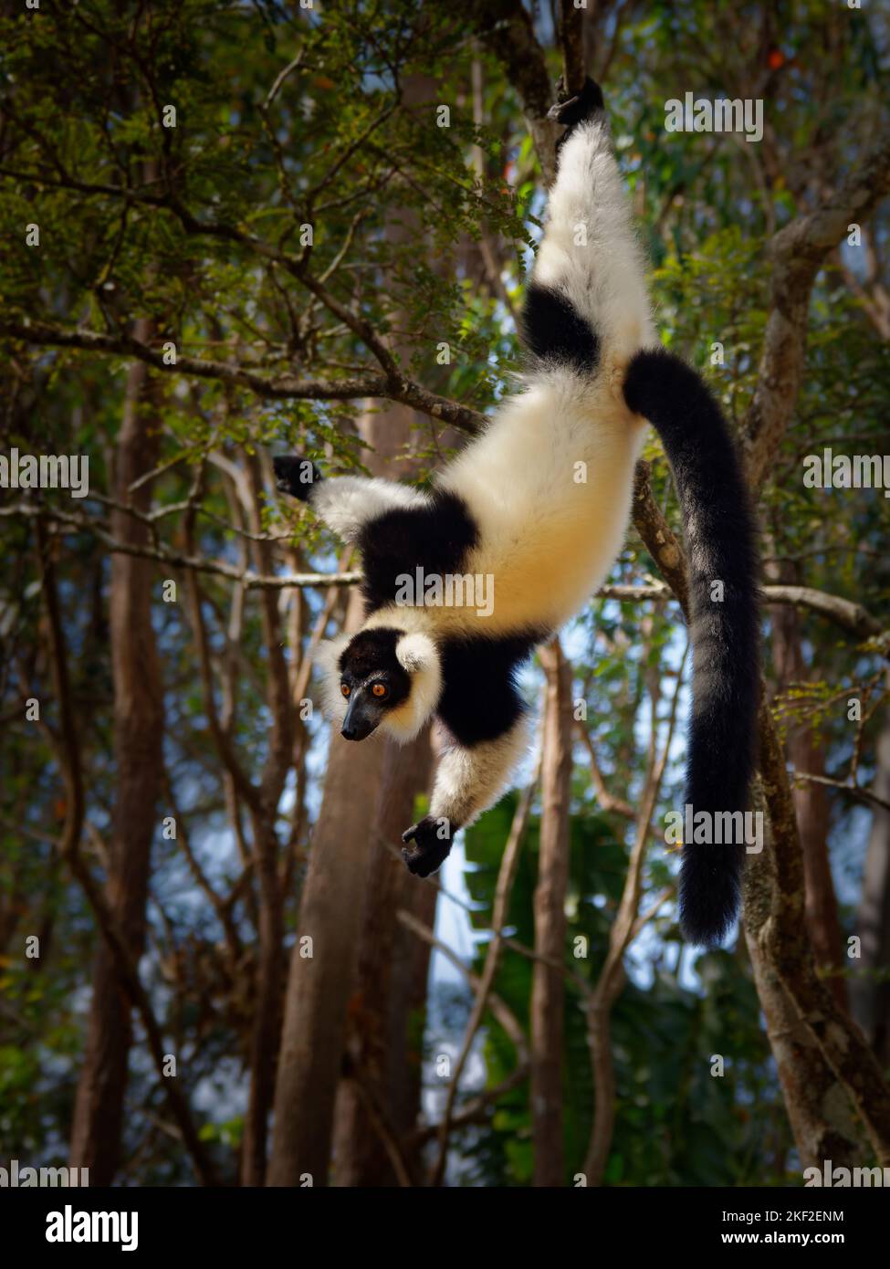 Black and White Ruffed Lemur - Varecia variegata endangered species of ...