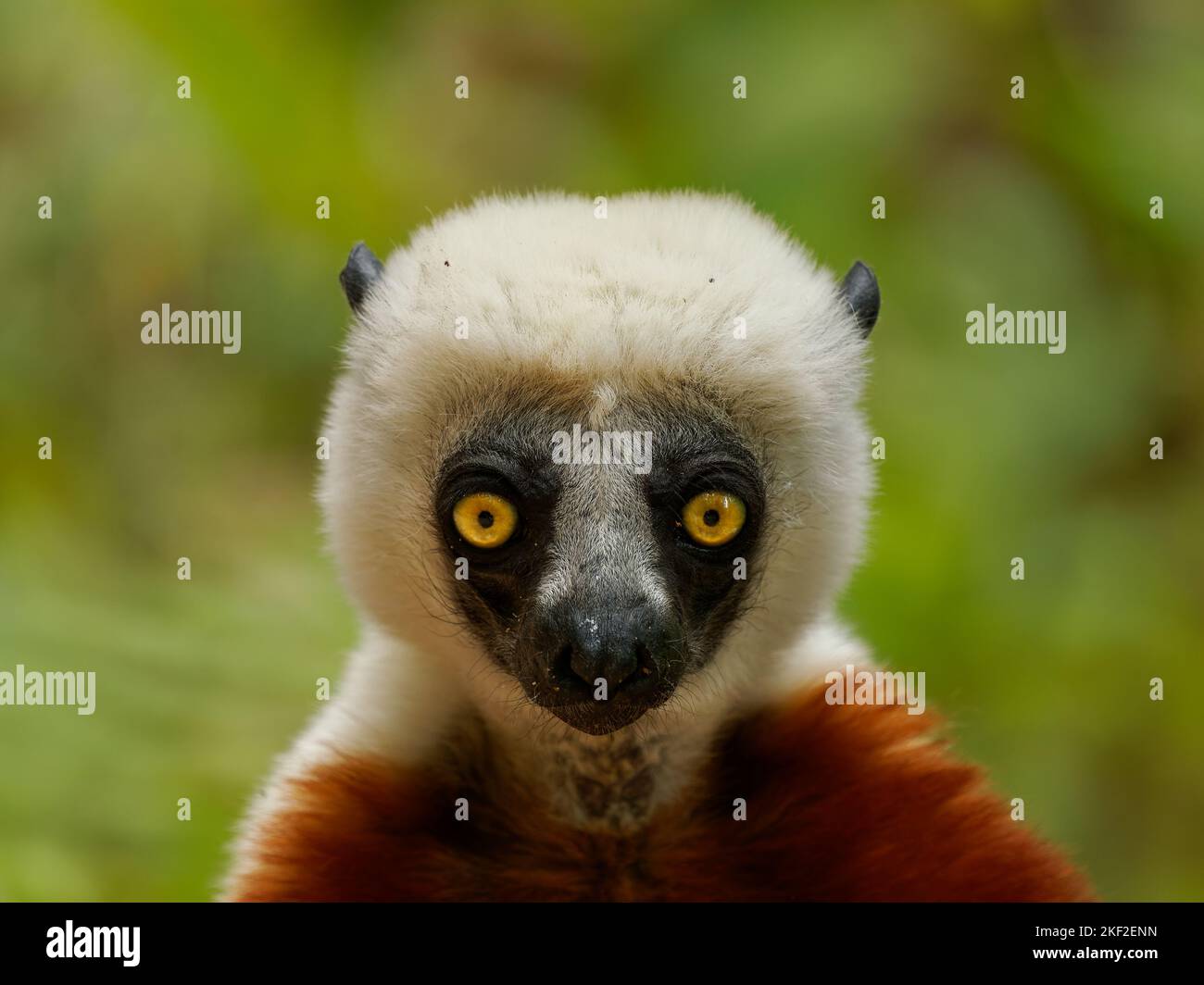 Coquerels Sifaka - Propithecus coquereli diurnal lemur of genus ...