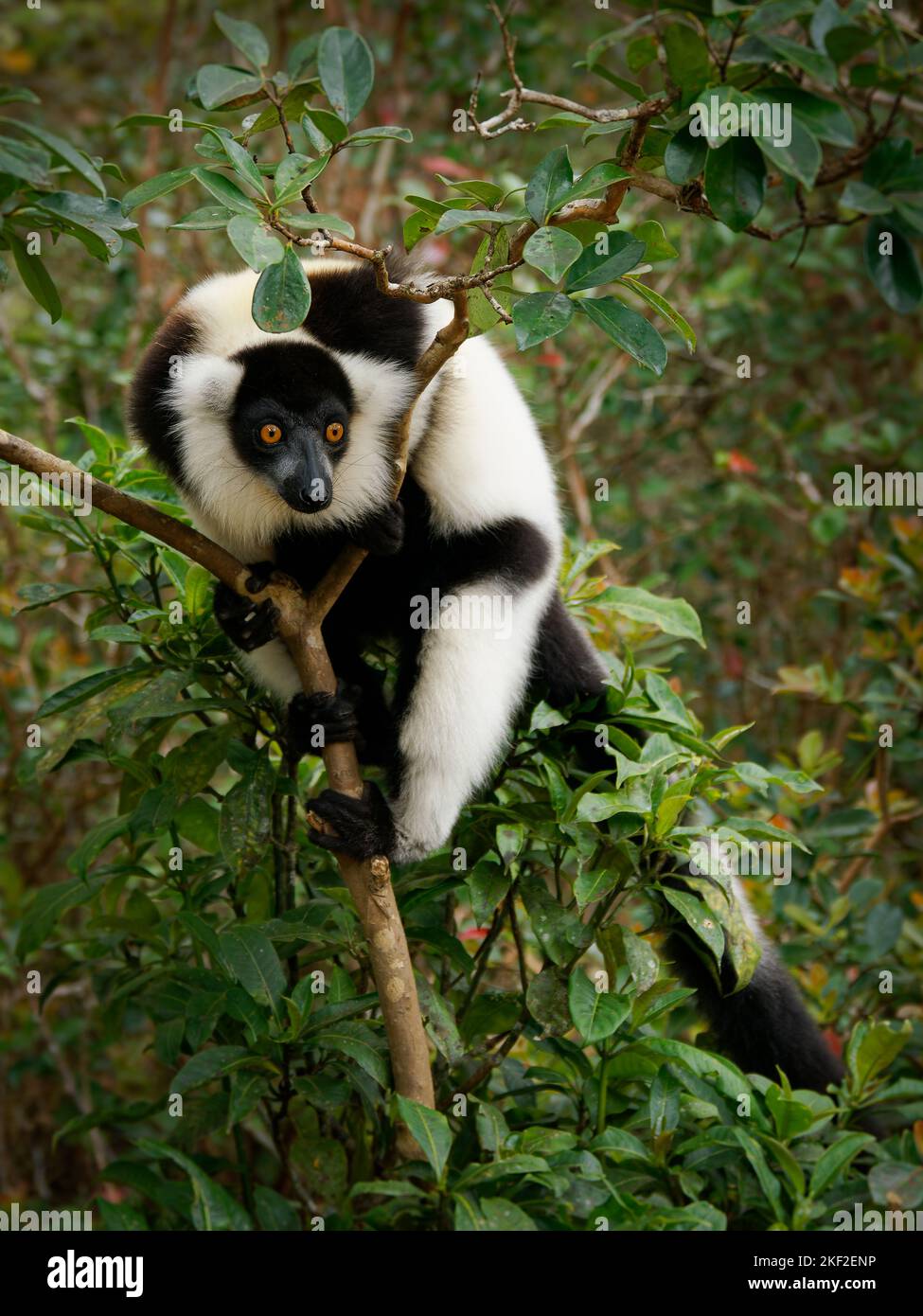Black and White Ruffed Lemur - Varecia variegata endangered species of ...