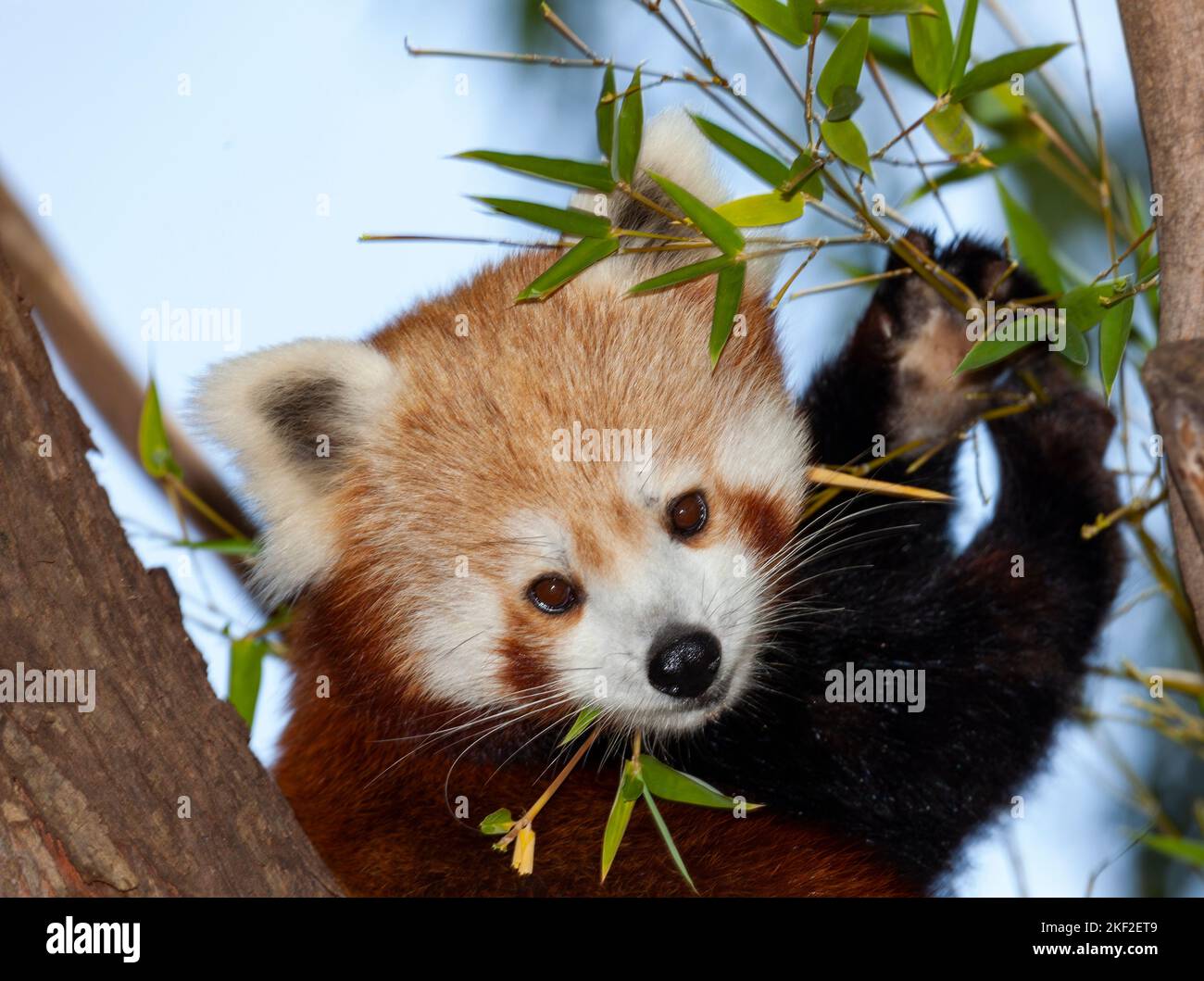 Ailurus fulgensThe red panda, also known as the lesser panda, is a ...