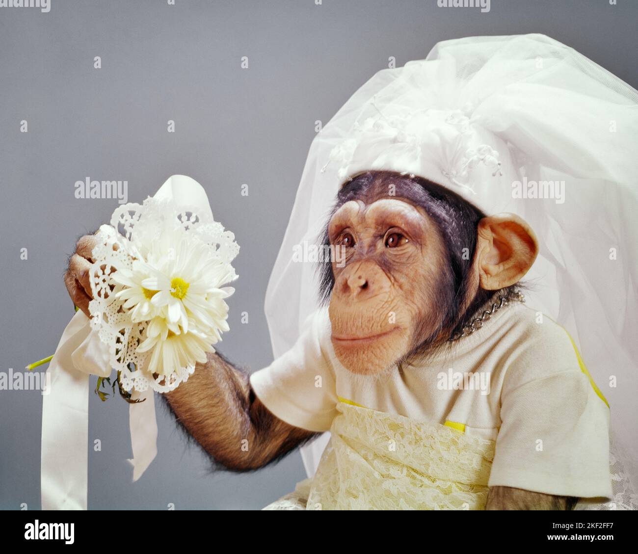 Monkey Wearing Dress And Make Up