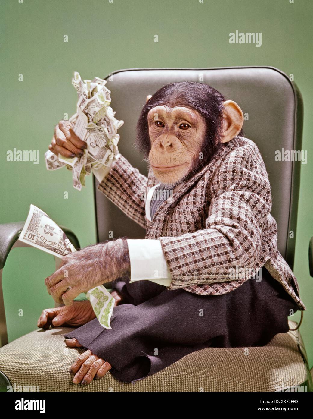 1960s CHIMPANZEE WEARING BUSINESS SUIT SITTING IN OFFICE CHAIR HOLDING MONEY $ BILLS BUNCH OF ...