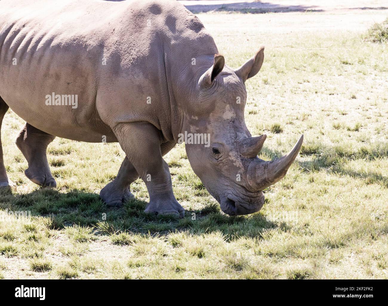 endangered white rhino grazing in grassland Stock Photo - Alamy