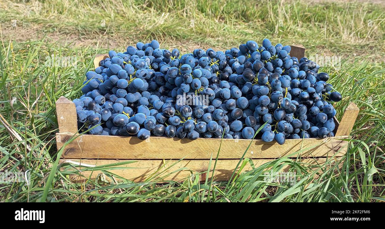 Close up shot of a crate of fresh grapes in the grass recently ...