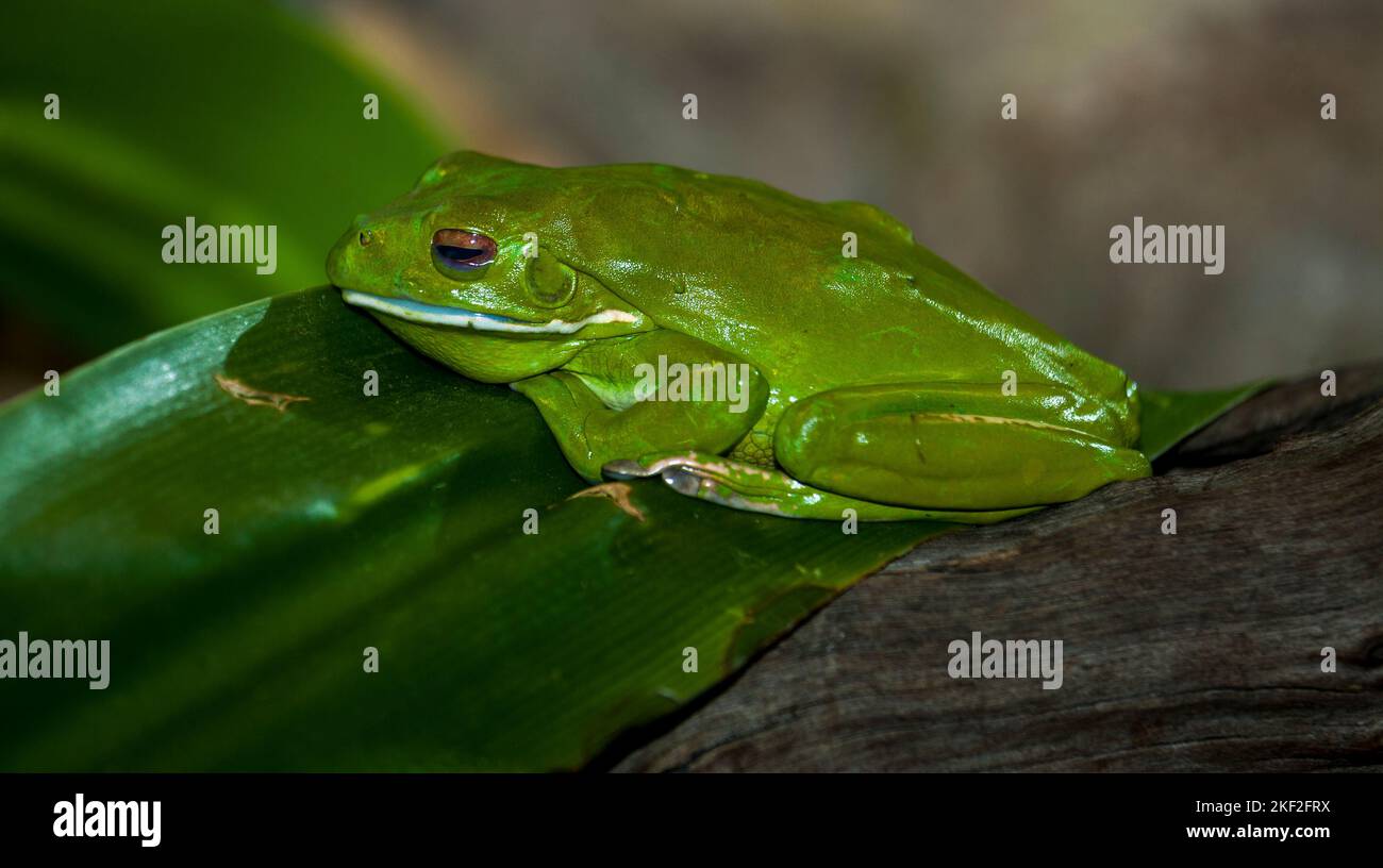 a green frog in natural surroundings, Australia Stock Photo - Alamy