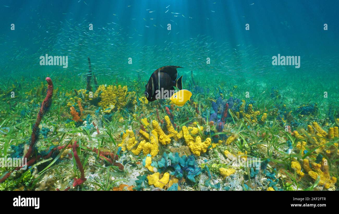 Colorful seabed with sea sponges and tropical fish underwater Caribbean ...