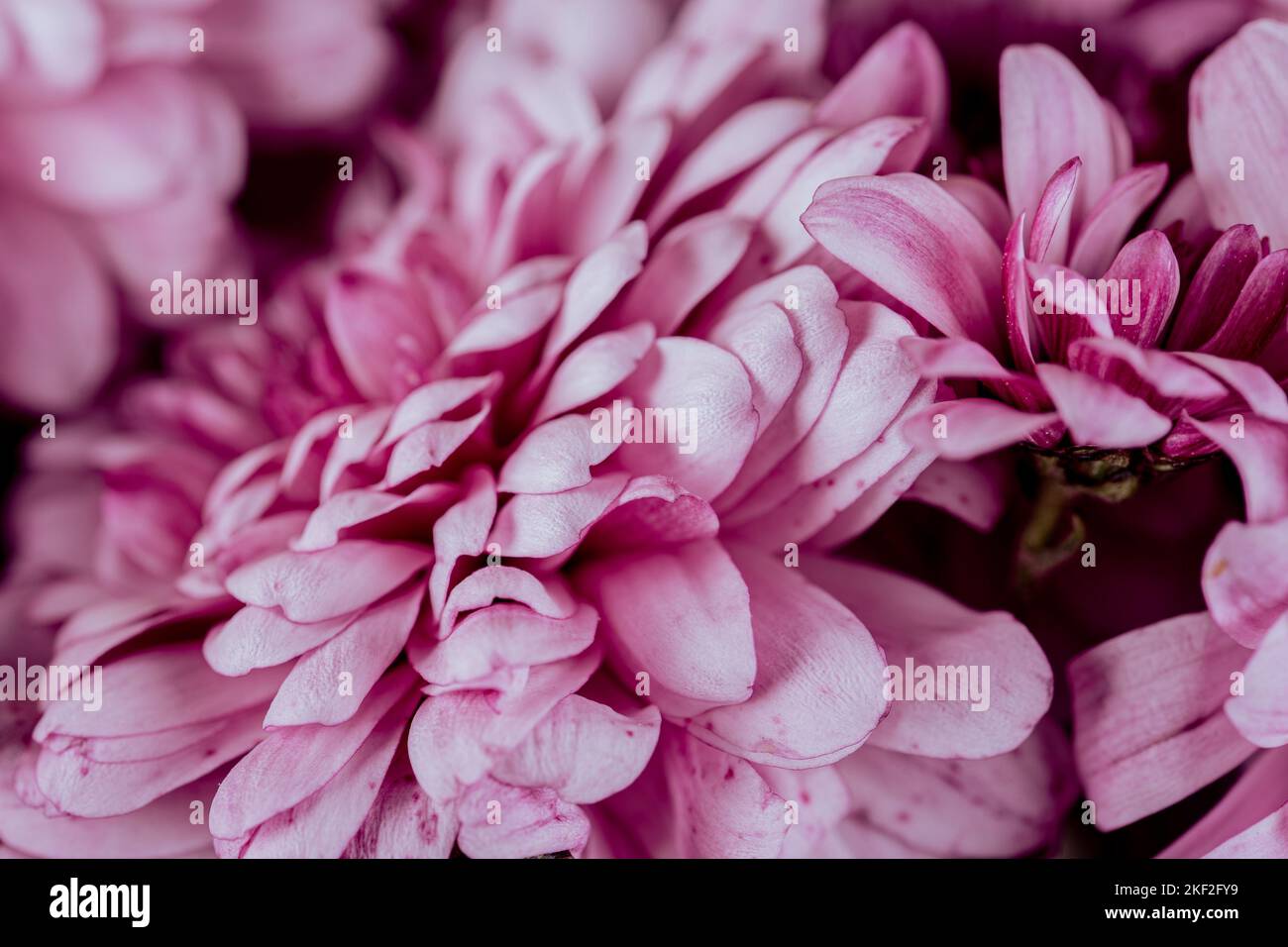 Chrysanthemums, sometimes called mums or chrysanths, are flowering ...