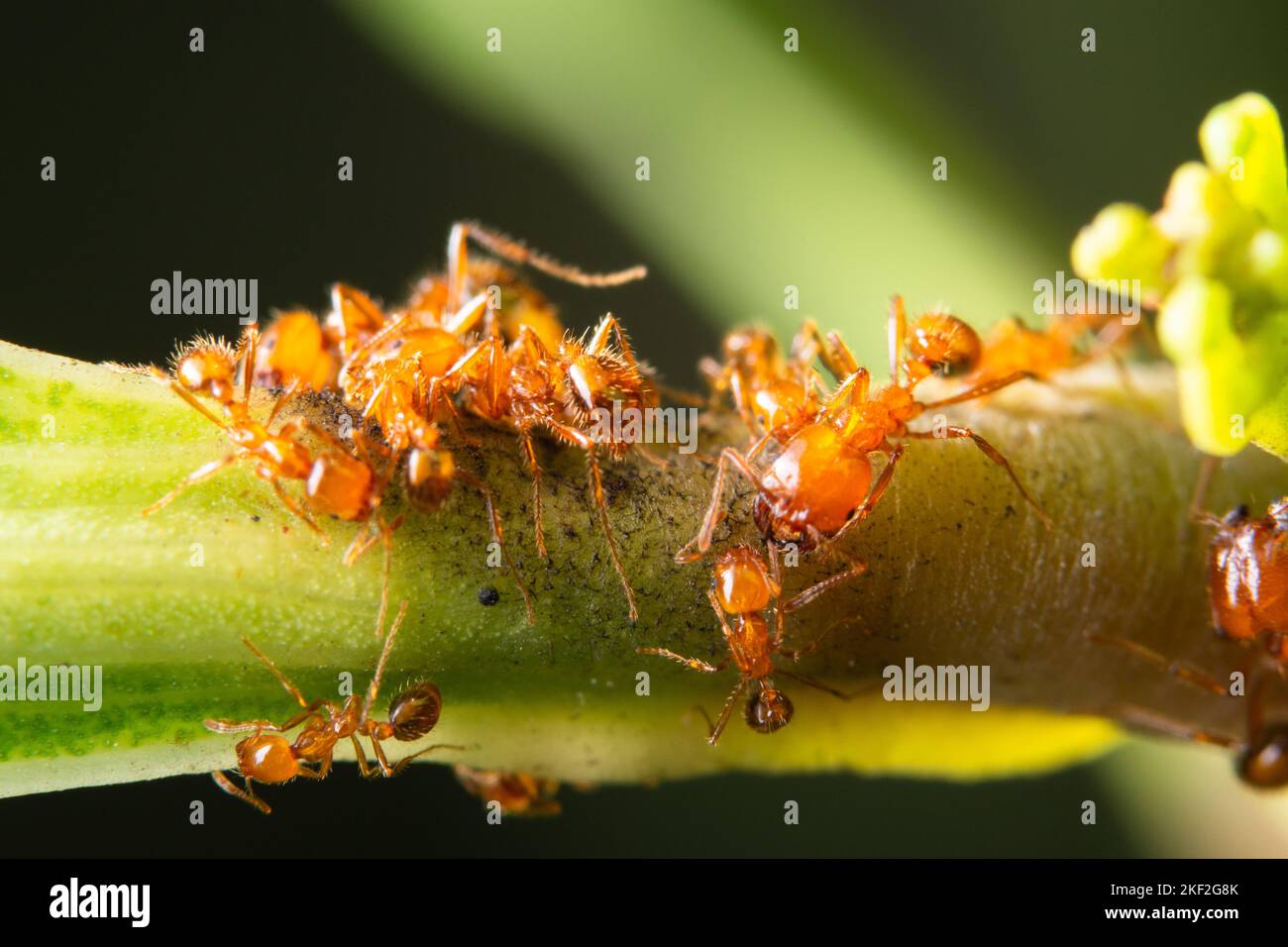 A closeup of fire ants (Solenopsis) on a stem of a plant Stock Photo ...