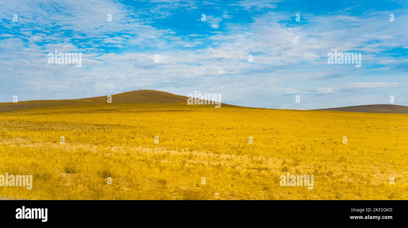 Yellow grassland plain with hills and vibrant blue cloudy sky. Empty ...