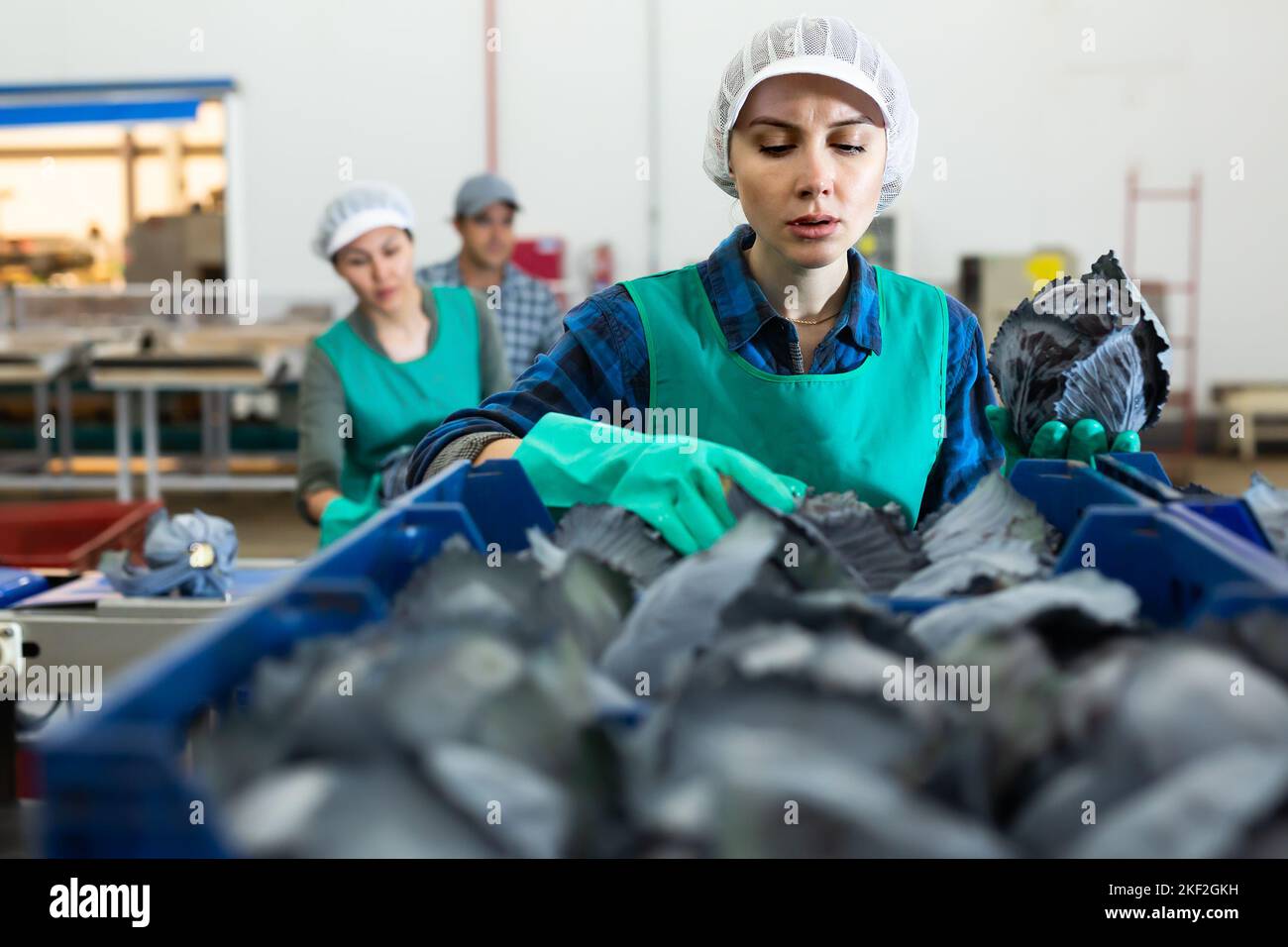 Female employee of vegetable sorting factory arranging red cabbages in ...