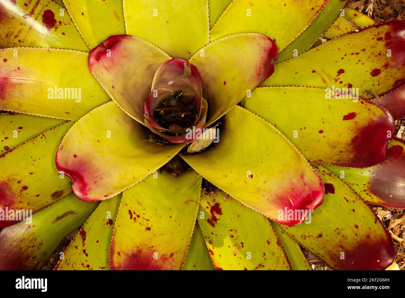 Neoregelia carolinae or Blushing Bromeliad is a species in the genus ...