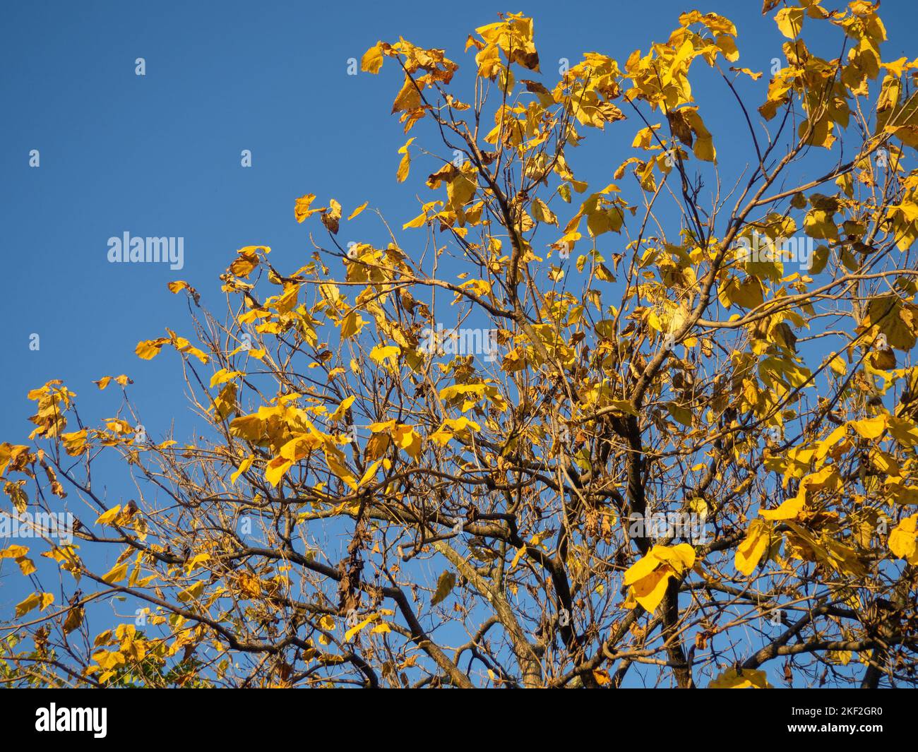 Top of a tree with yellow sparse leaves. autumn is coming Yellow leaves ...