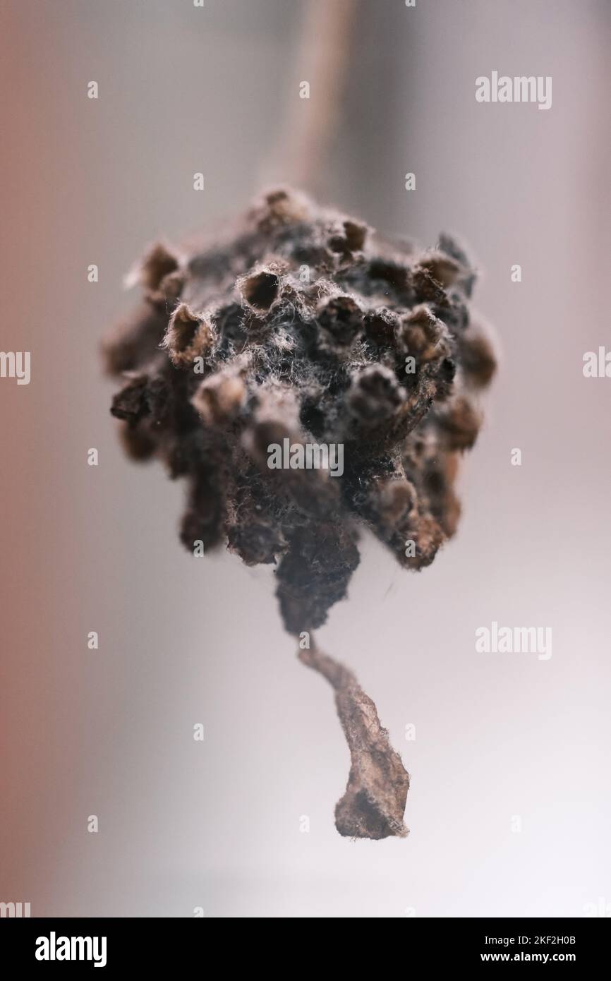 Alien hive hi-res stock photography and images - Alamy