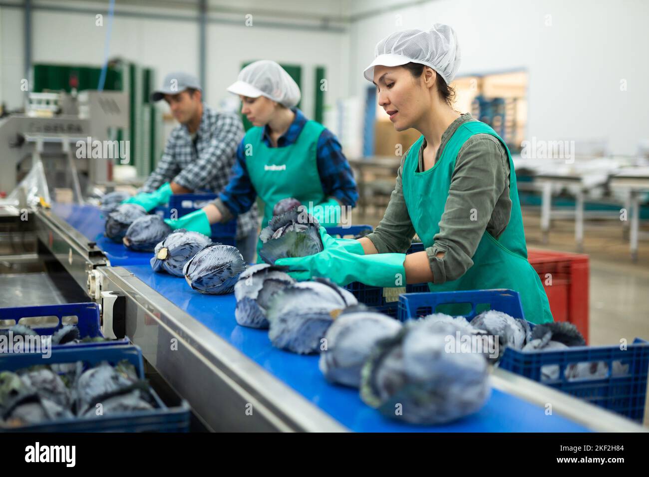 Quality control factory food selection hi-res stock photography and ...