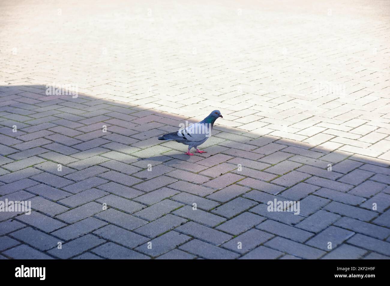 Pigeon walking across brick forecourt in retail park. Sun shining ...