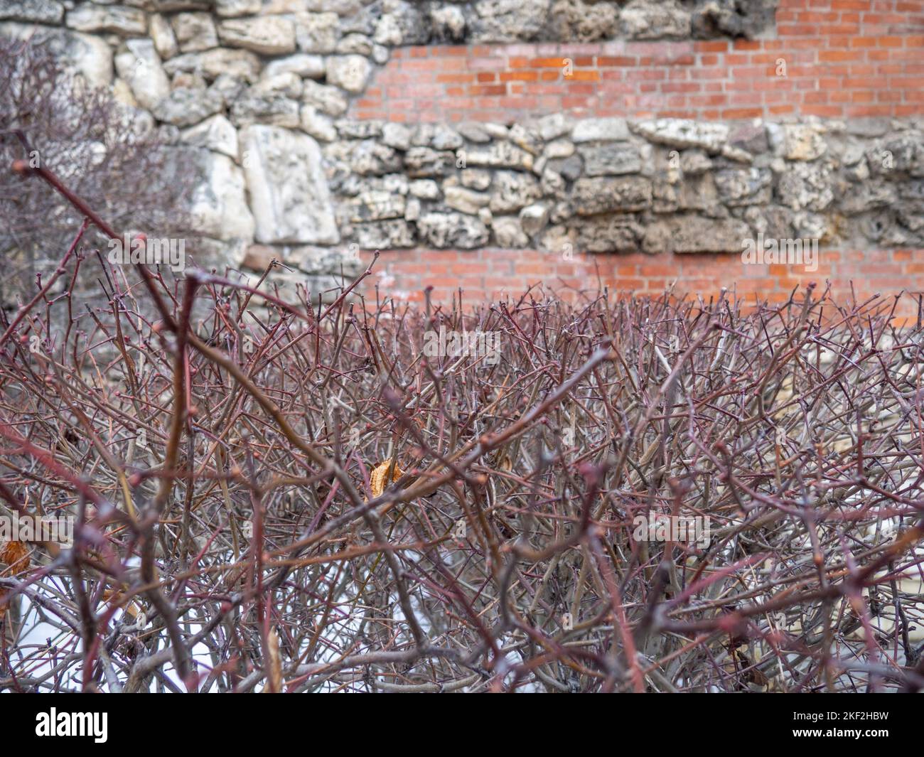 Bushes without leaves. Spiny plant. plant in the city. cold season ...