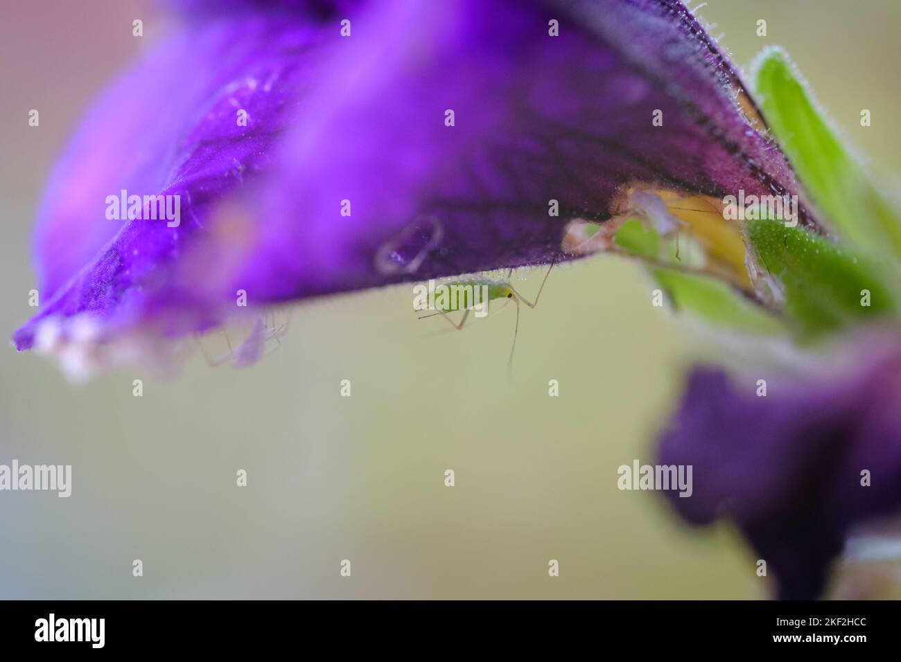 Green bugs hi-res stock photography and images - Alamy