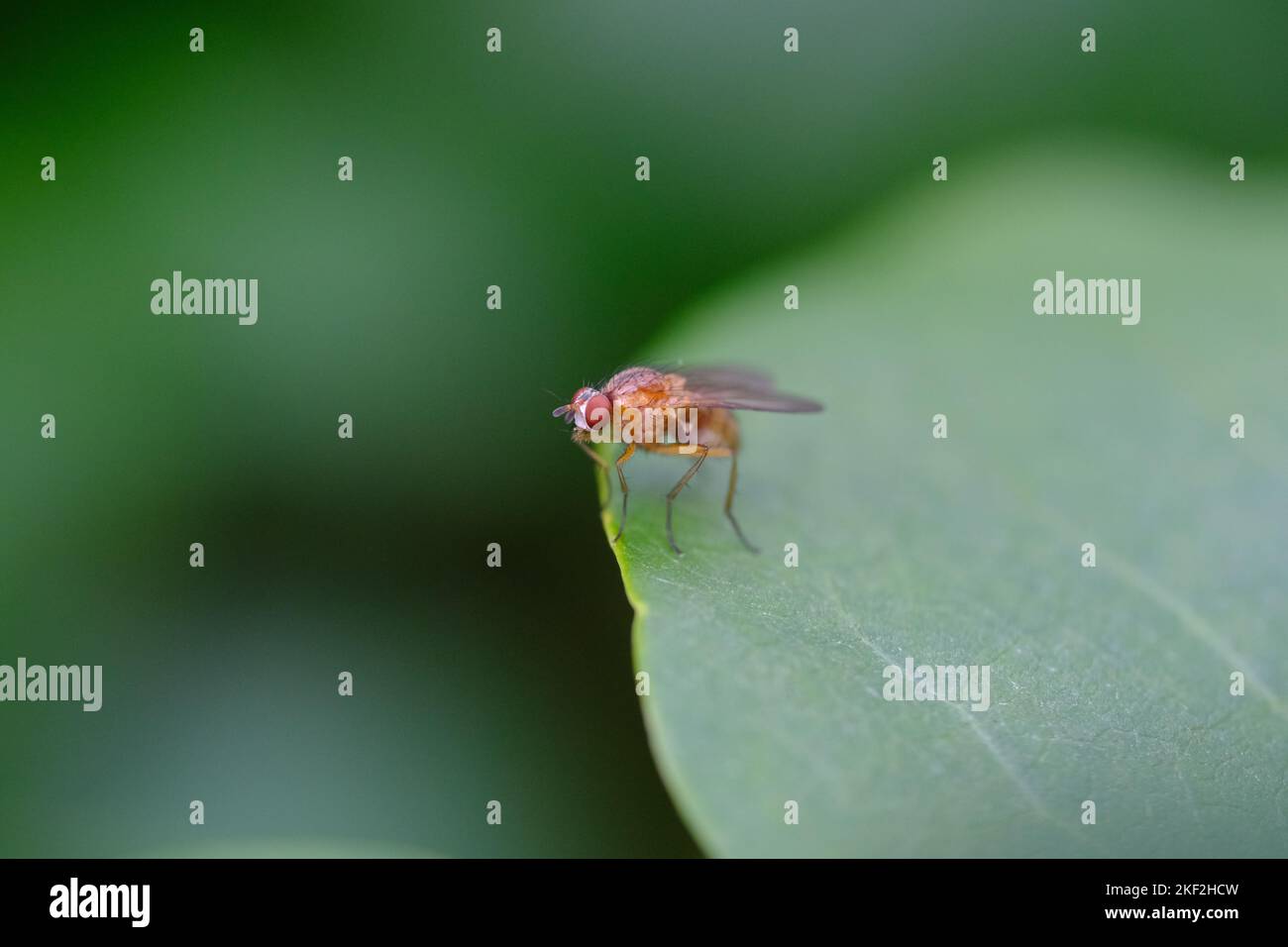 Macro photography of small insect on garden plants. Green, blurred ...