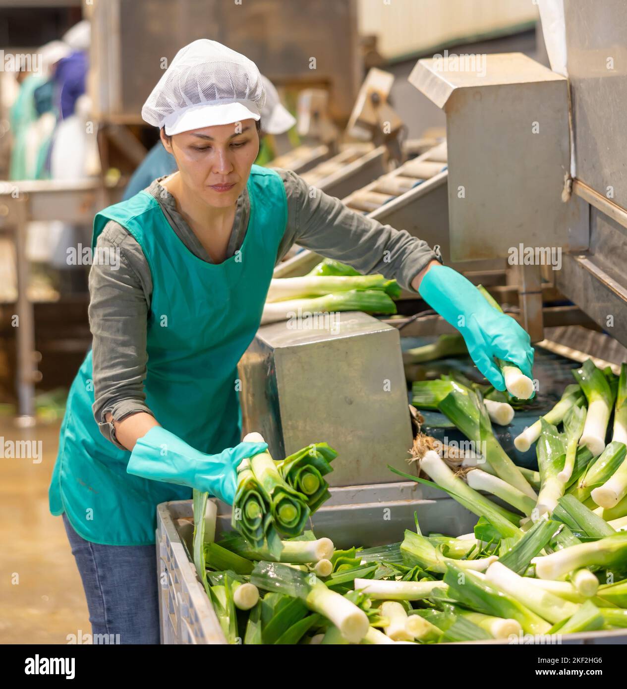 Female worker in vegetable factory is washing leeks after sorting on ...