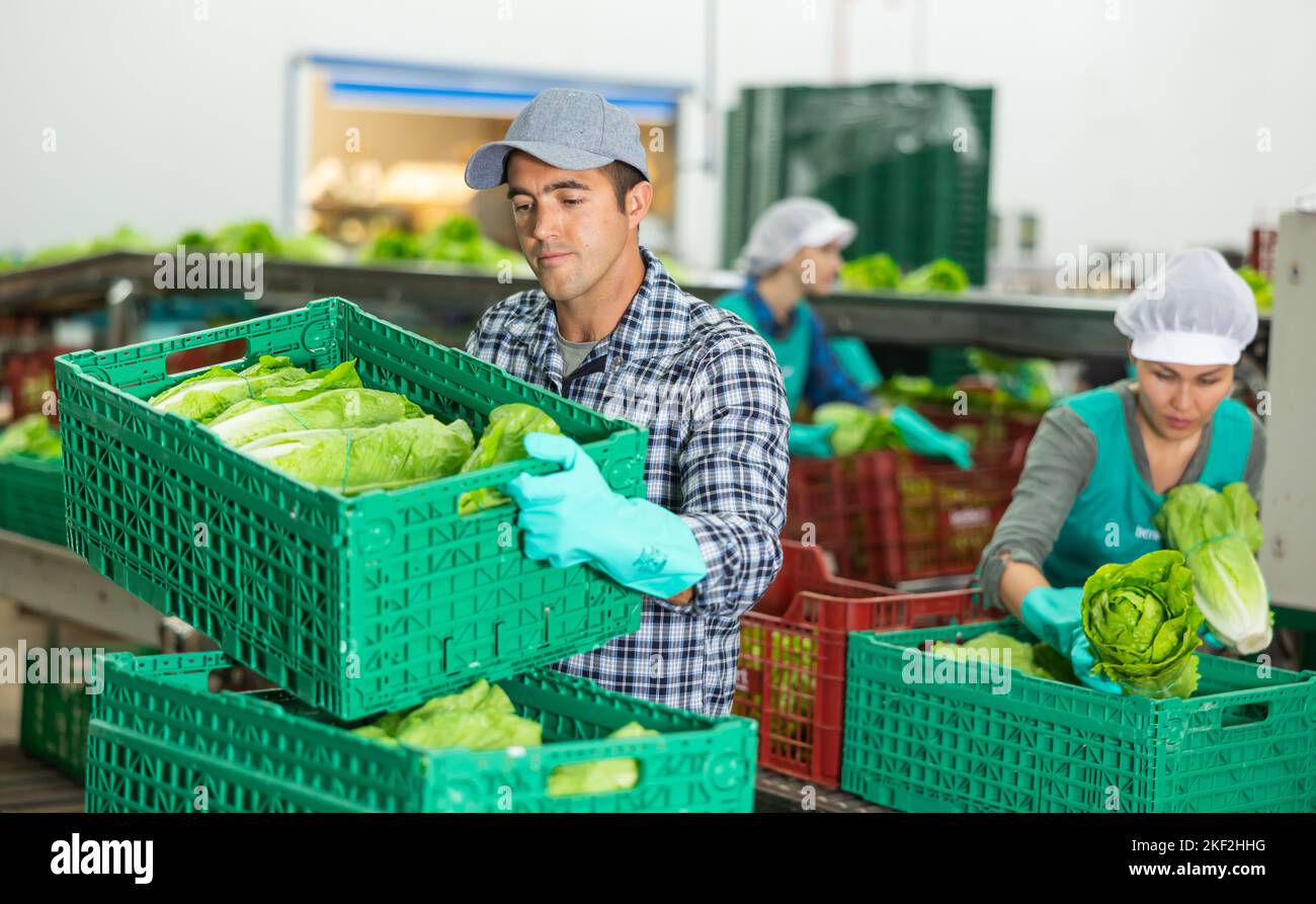 Focused man stacking boxes with lettuce at vegetable sorting factory ...